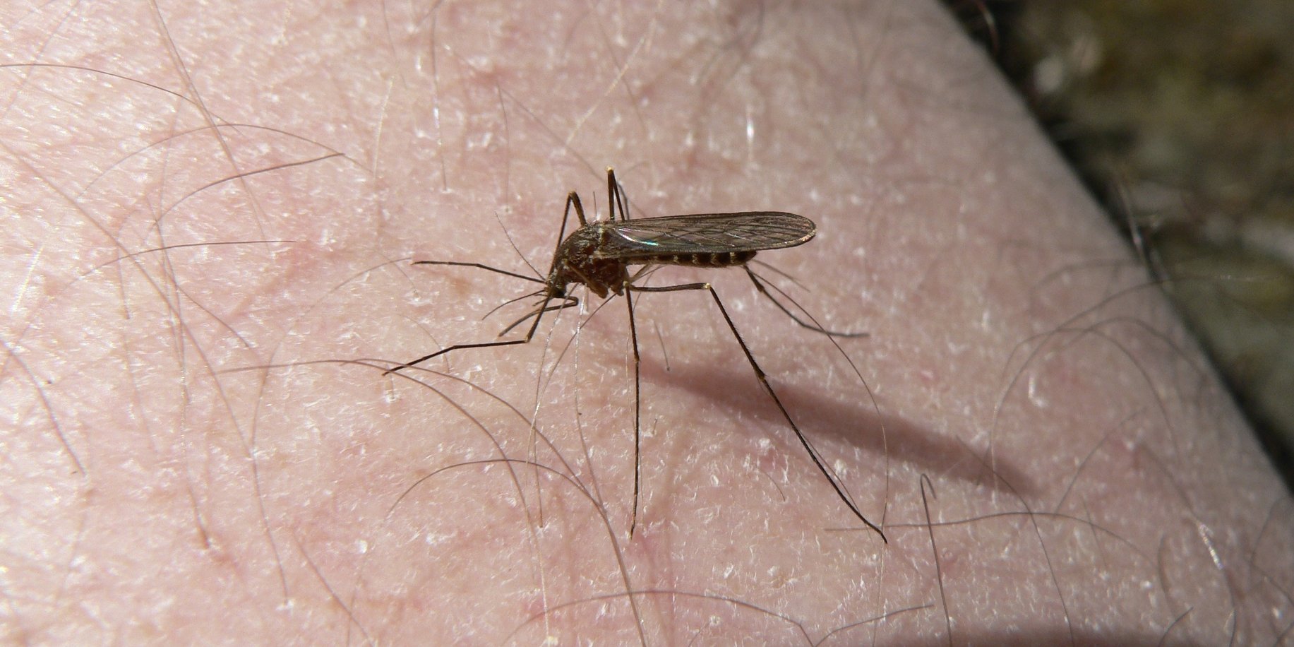 What Are The Different Types Of Mosquitoes