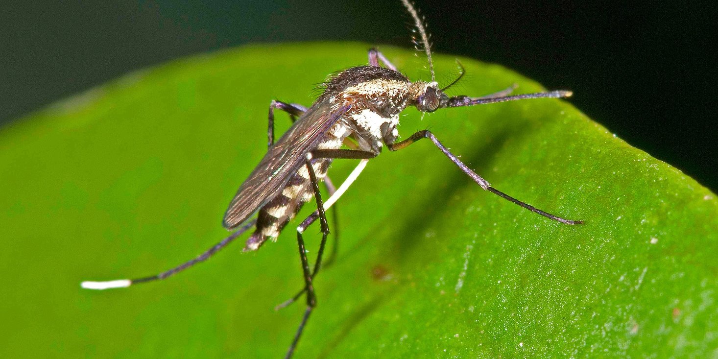 What Are The Different Types of Mosquitoes?