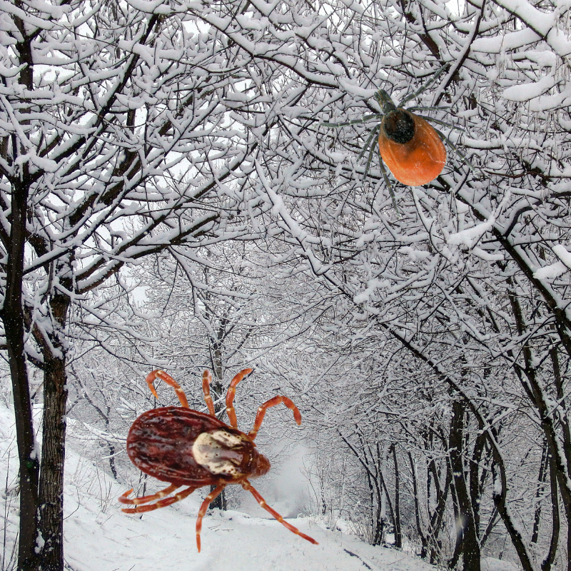 What Happens To Ticks In Winter?