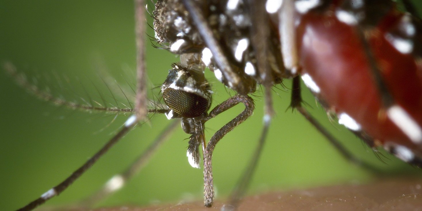 What Are The Different Types of Mosquitoes?