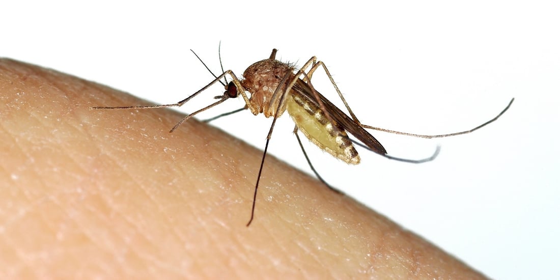 What Are The Different Types of Mosquitoes?
