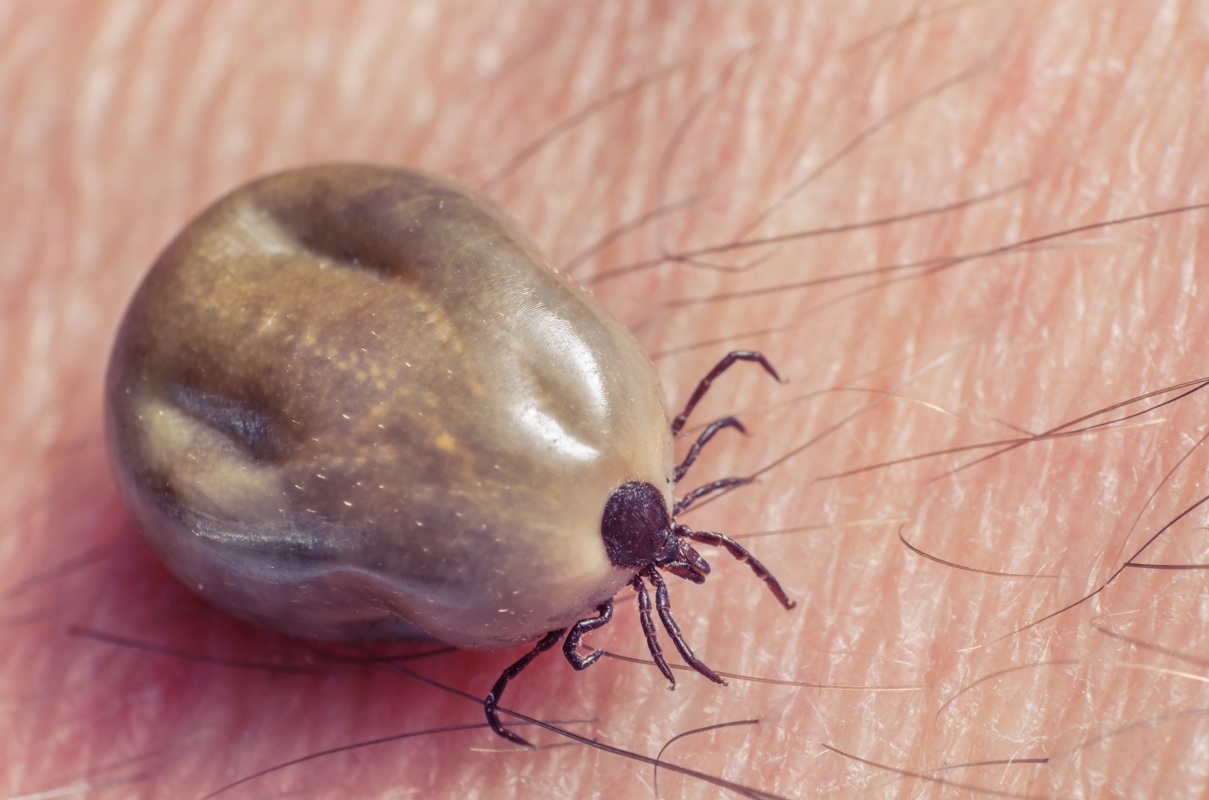 Tick Risk Areas In Canada