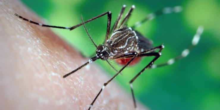 Why Do Mosquitoes Buzz In Your Ear?