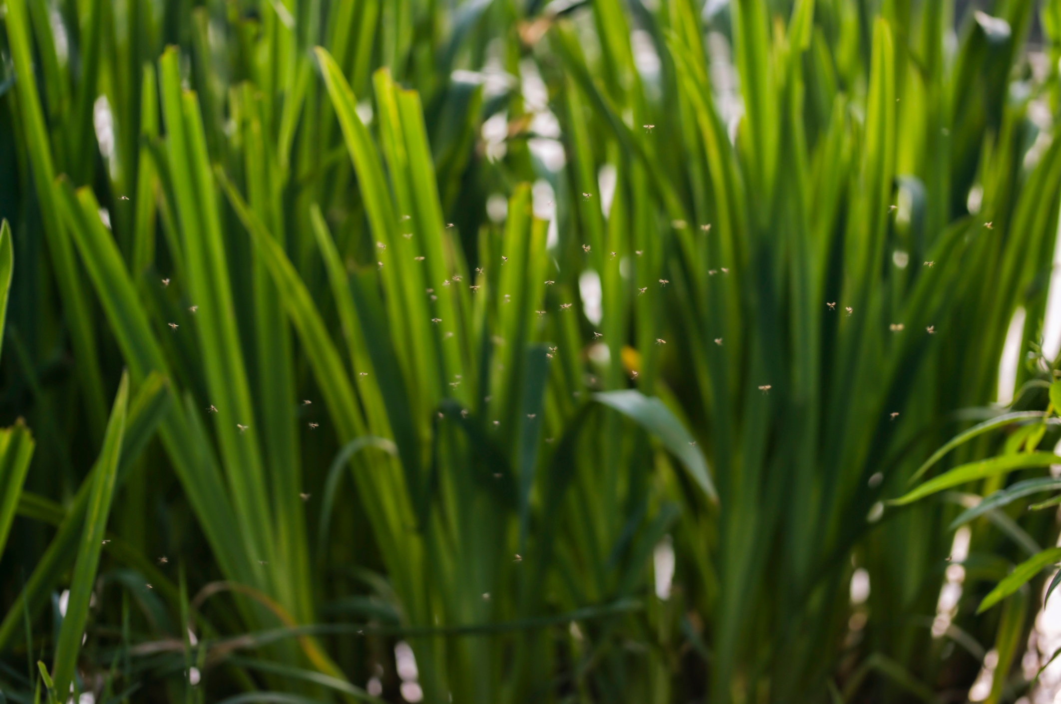 10 Places Where Mosquitoes Hide