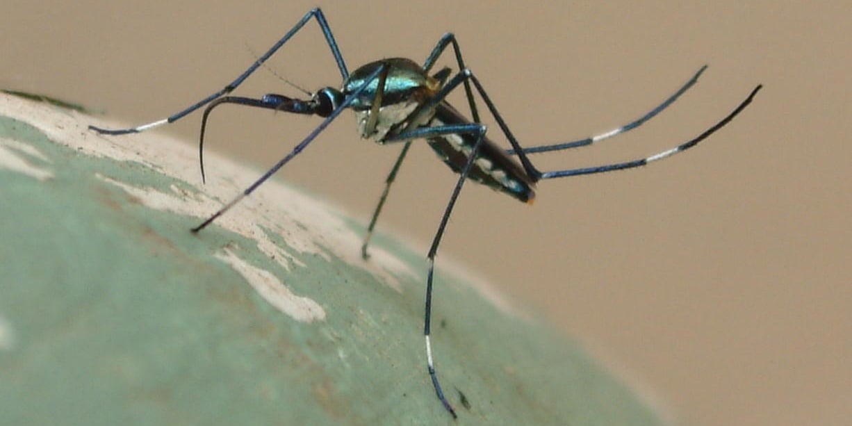 What Are The Different Types of Mosquitoes?