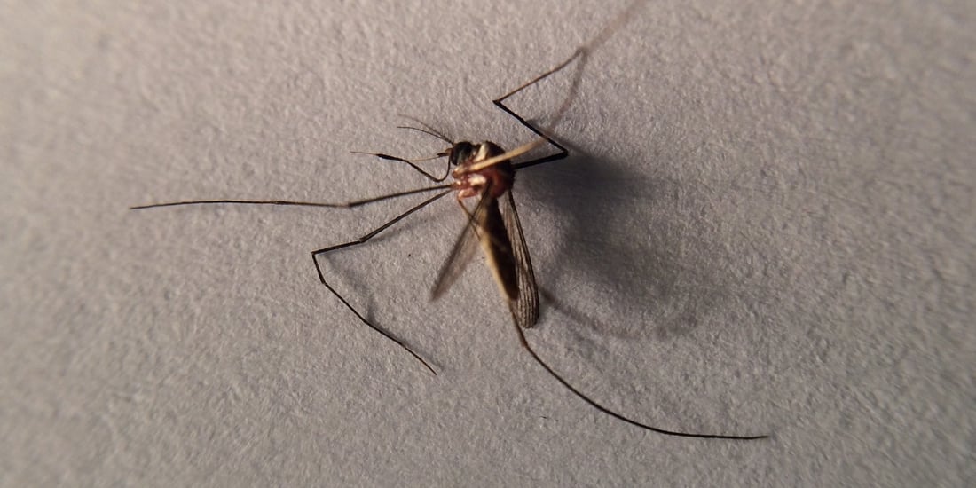 What Are The Different Types of Mosquitoes?