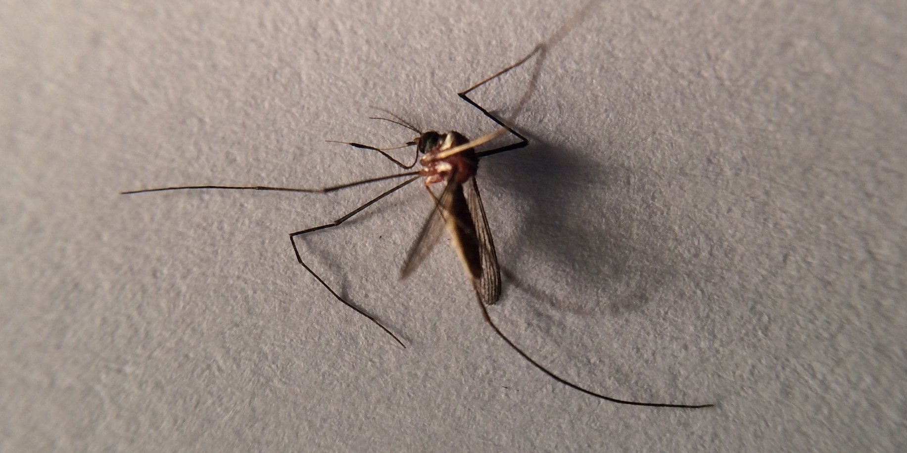 What Are The Different Types of Mosquitoes?